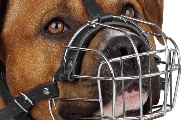 Salvat kelb li waqa' minn fuq l-irdum fil-Mellieħa - TVMnews.mt