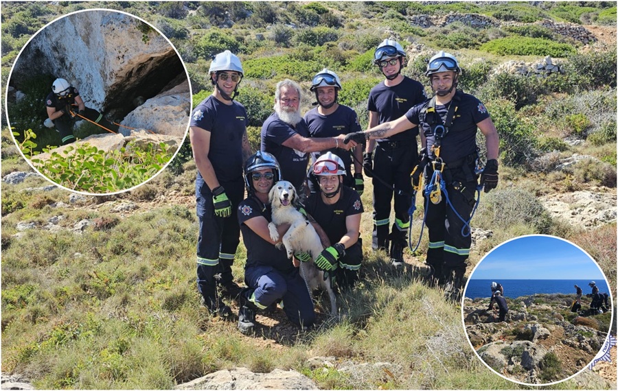 Salvat kelb li waqa' minn fuq l-irdum fil-Mellieħa - TVMnews.mt