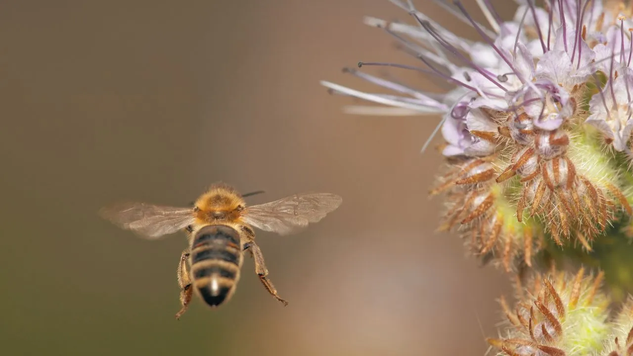 Maltese Honeybee Conservation Foundation launches National Insect ...
