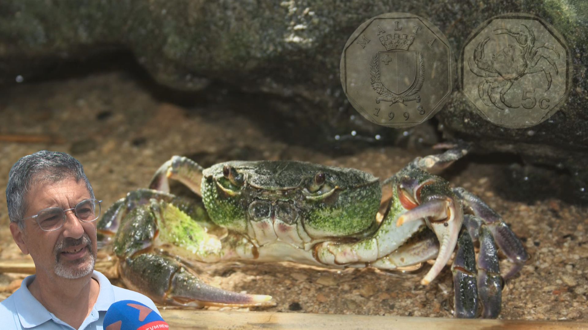 Project underway to protect the fresh water crab - a rare and vulnerable species in Malta ...