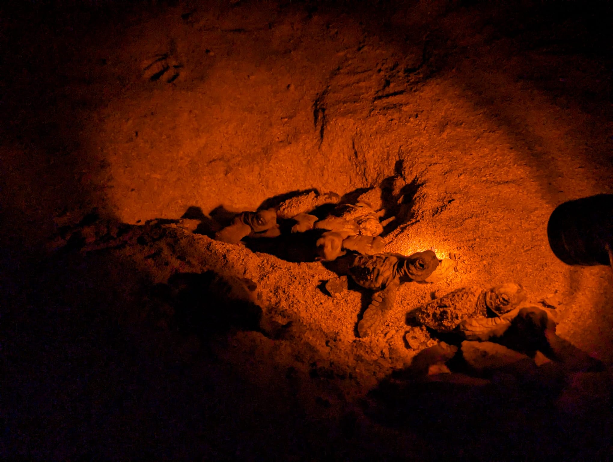 First turtle hatchlings from Ġnejna Bay nest - TVMnews.mt