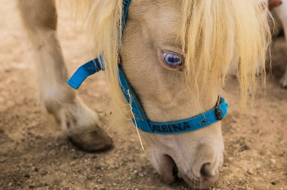 Farm with animals rescued from slaughter serves as therapy for children ...