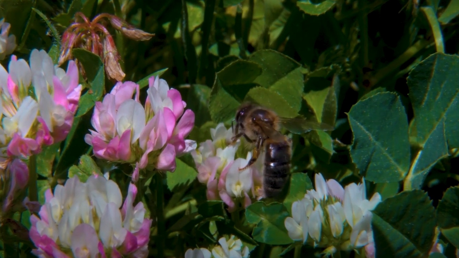 Study shows only 11% of the Maltese honey bee is genetically pure ...