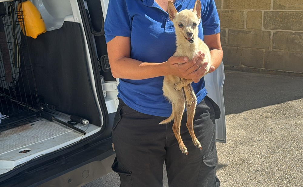 Uffiċjali tal-Animal Welfare jikkonfiskaw kelb miżmum fuq bejt fil ...