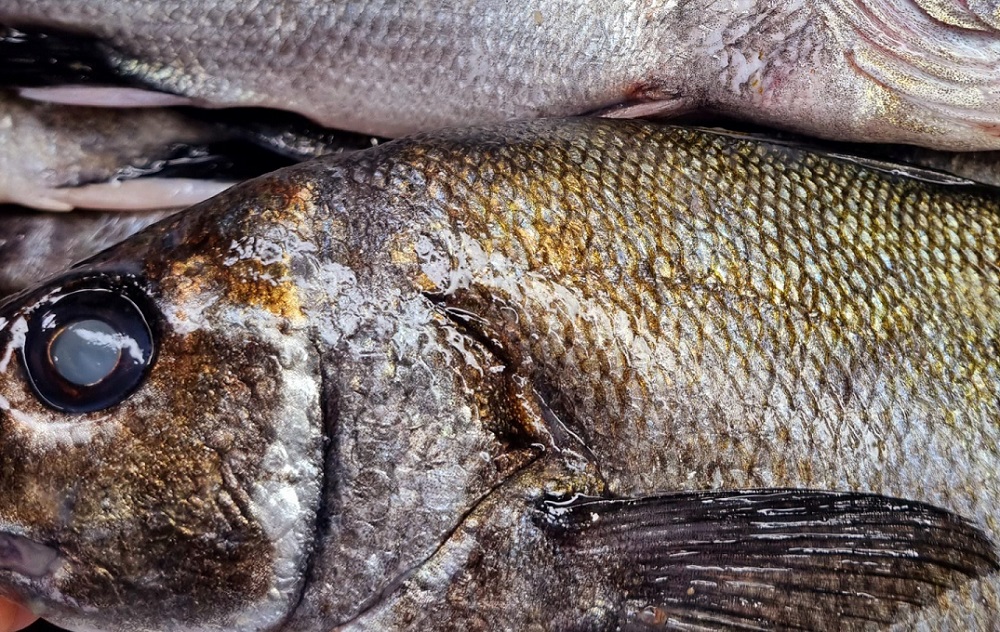 Titnieda kampanja ta’ informazzjoni dwar ħut Malti li mhux popolari mal ...