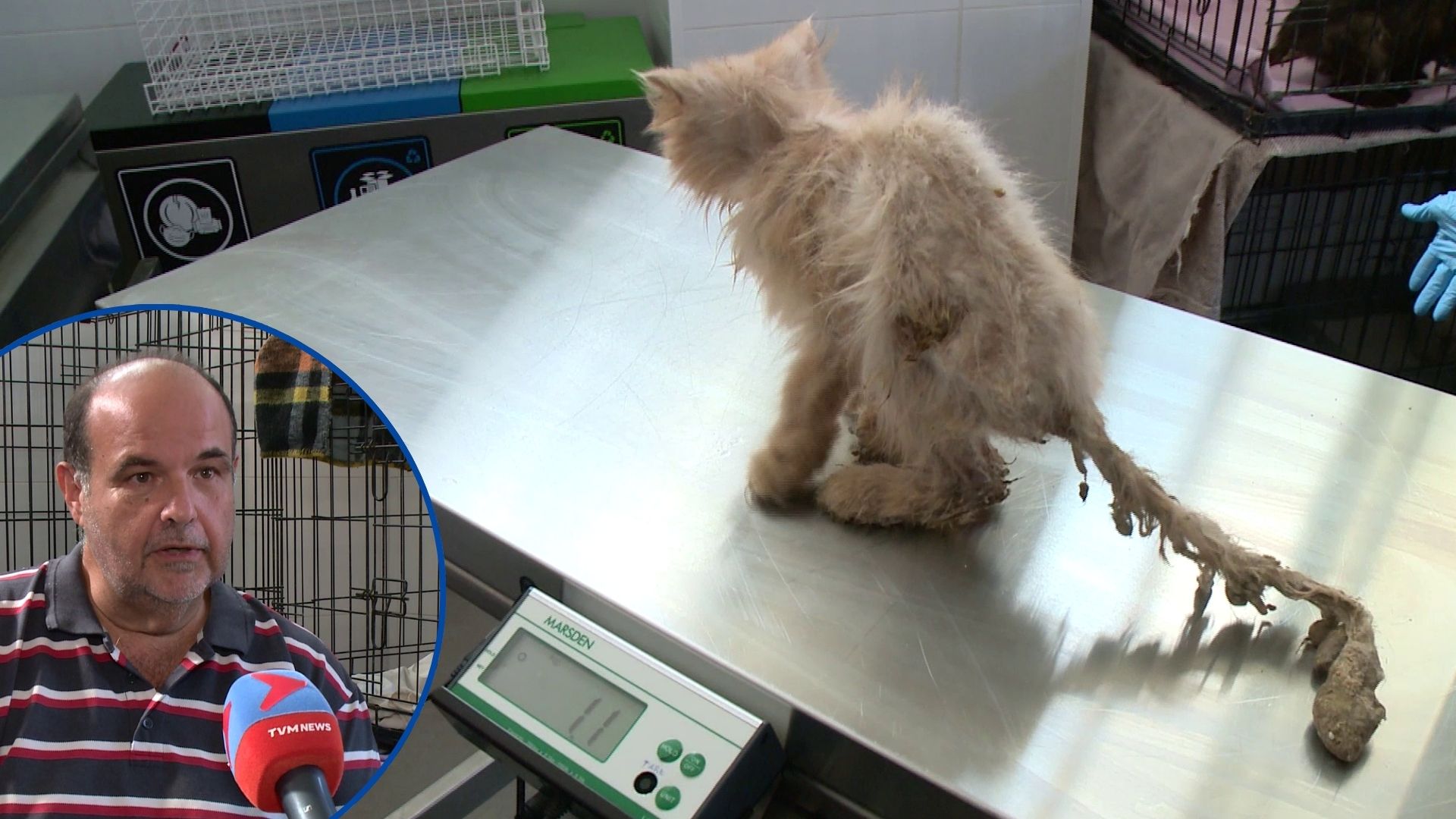 "One of the starved cats weighed only a kilogram" - TVMnews.mt