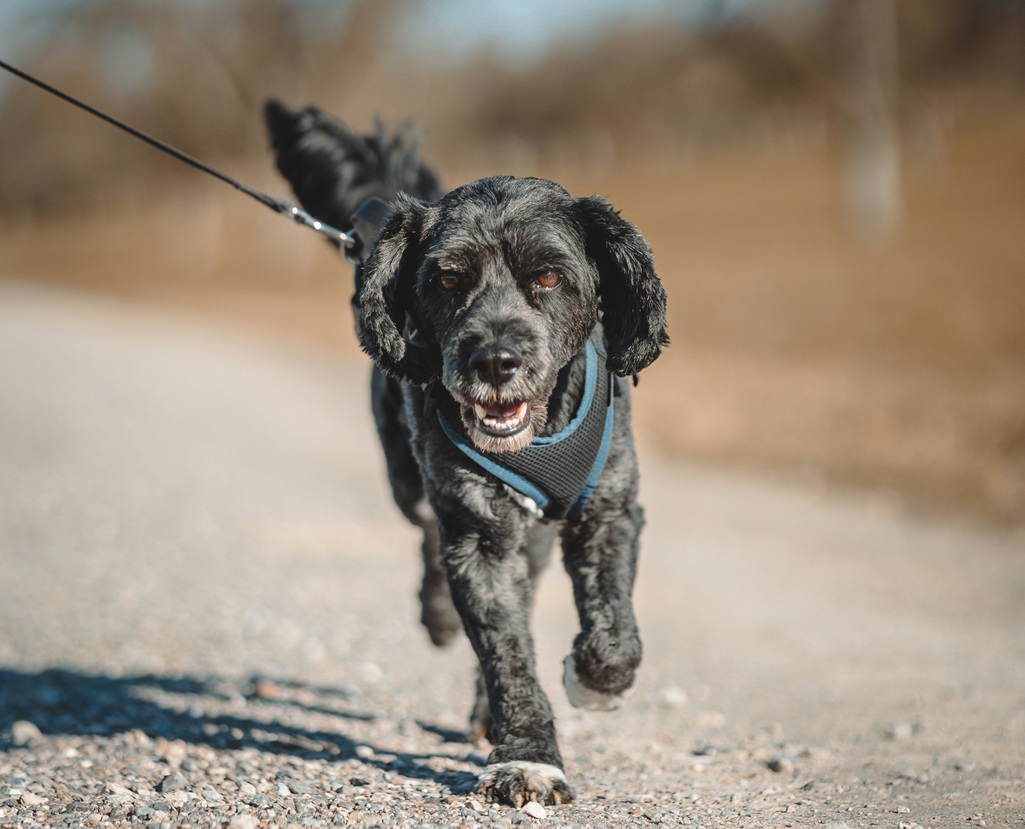Jinżamm arrestat wara li ġie mixli li attakka raġel li kien miexi bil ...