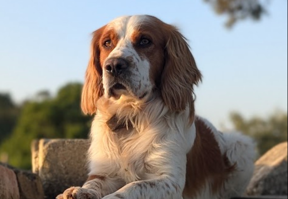 Kelb imut wara li sparawlu u ntrema ħaj f'borża tal-iskart fi skip ...