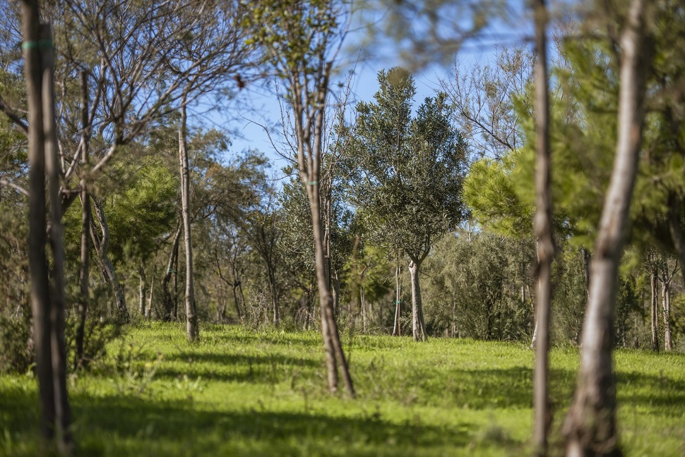 2,000 applications for planting of 115,000 trees as part of Project ...