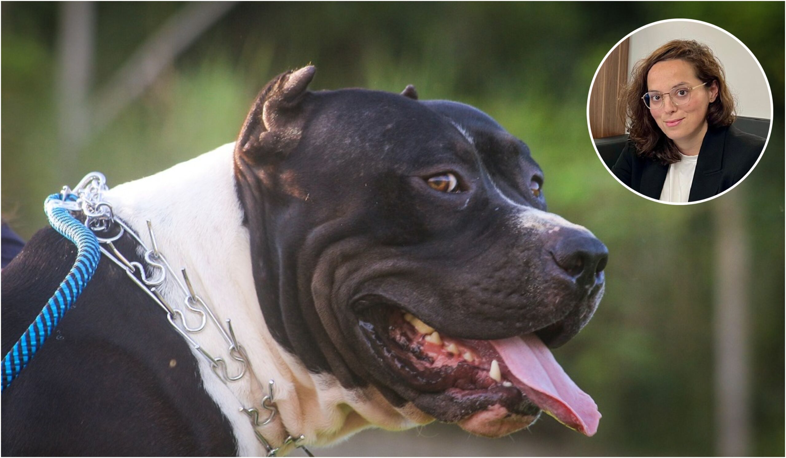 Commissioner halts Naples dog transfer; eight dogs to find new homes ...