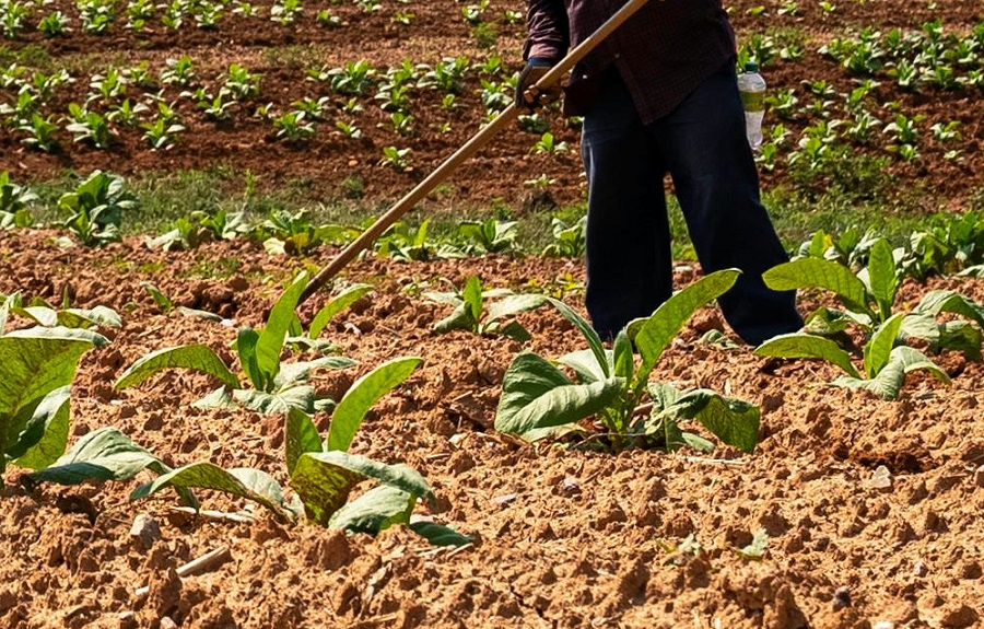 Ministry launches damage reporting process for farmers and fishermen ...