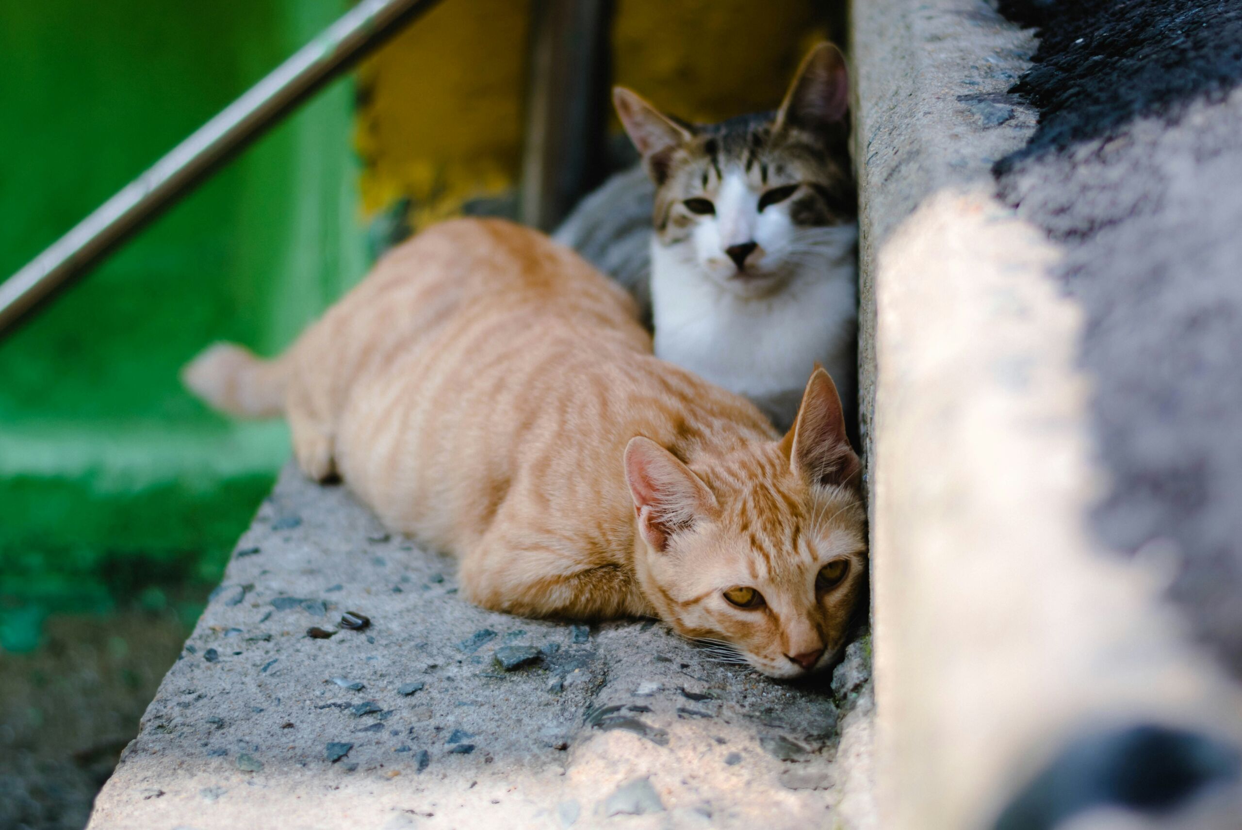 Repeat offender sentenced to three years, assigned to care for CCF cats ...