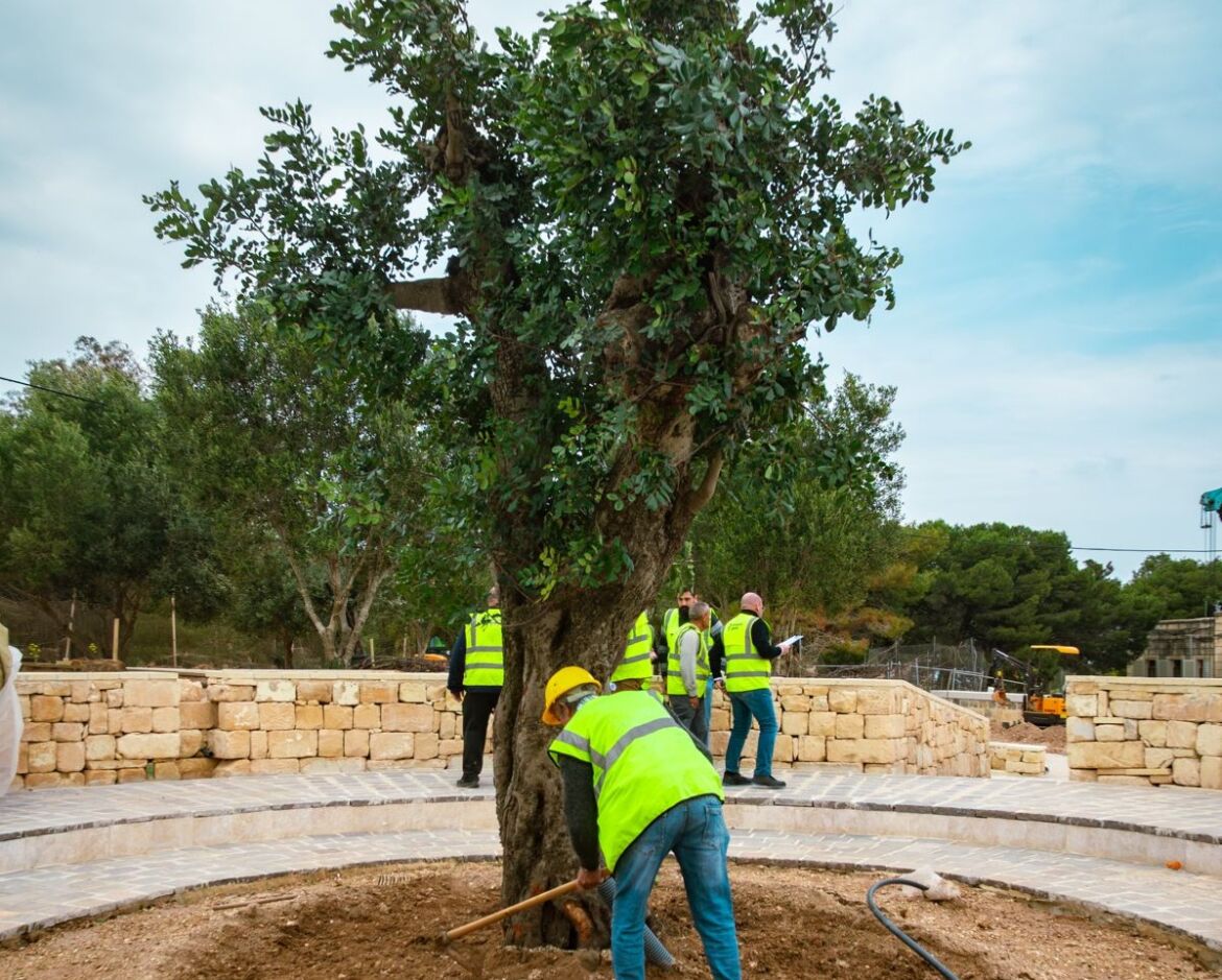 100 siġra ġdida fosthom ħarruba ta’ madwar 4,000kg fi ġnien f'Pembroke ...