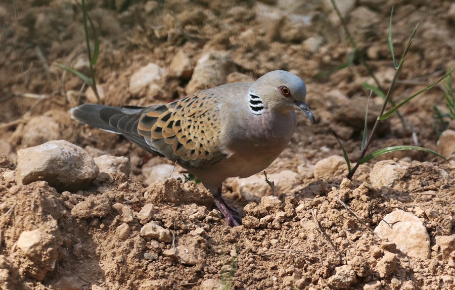 Birdlife Malta b'sejħa għal moratorju fuq il-kaċċa tal-gamiema - TVMnews.mt