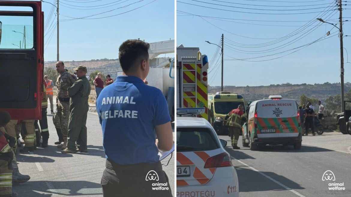 Animal Welfare staff at the explosion site to assist affected animals ...
