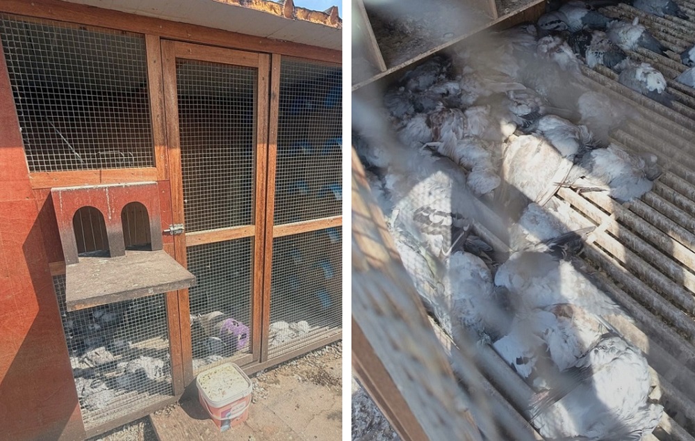 50 ħamiema tat-tiġrija tinstab mejta waqt spezzjoni f'barumbara f'Ħal ...